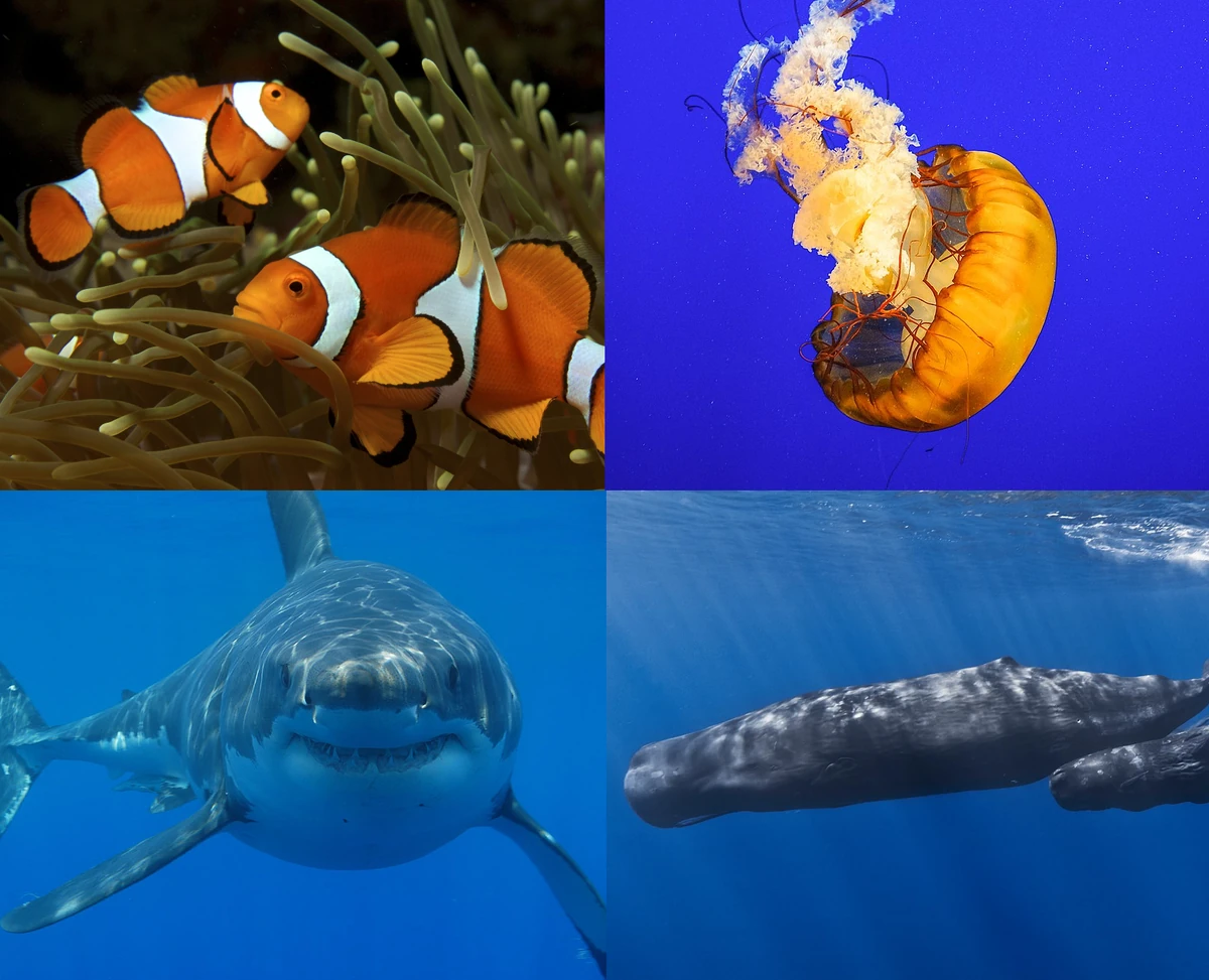 kala | Wikipesija | Fandom