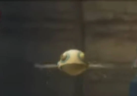 Sashi | Tokobot Wiki | Fandom