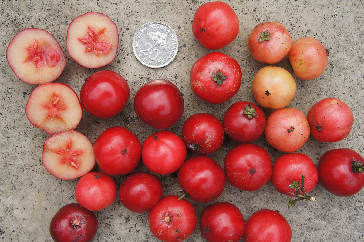 Alice Minami | Tokyo Mew Mew Fanon Wiki | Fandom