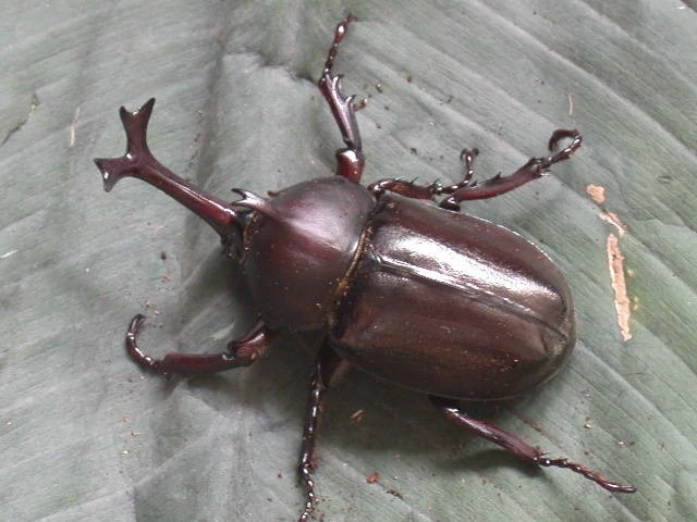 Lamb | Tokyo Mew Mew Fanon Wiki | Fandom