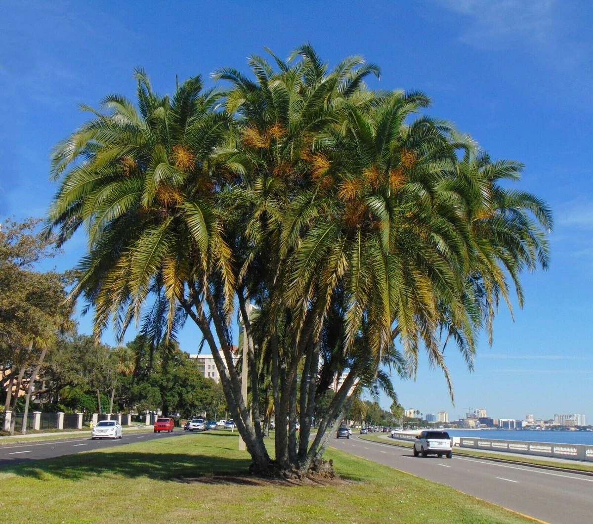 Senegal Date Palm | Tokyo Mew Mew - Trouble at the firefly festival ...