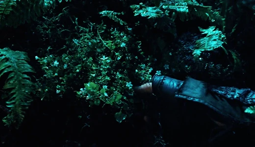 Athelas | Tolkien wiki | Fandom