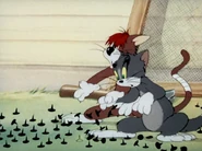 Meathead Cat | Tom and Jerry Wiki | Fandom