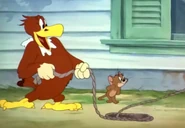 Flirty Birdy | Tom and Jerry Wiki | Fandom