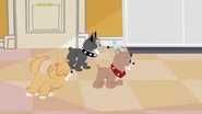 Birthday Bashed | Tom and Jerry Wiki | Fandom