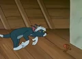 Shutter Bugged Cat | Tom and Jerry Wiki | Fandom