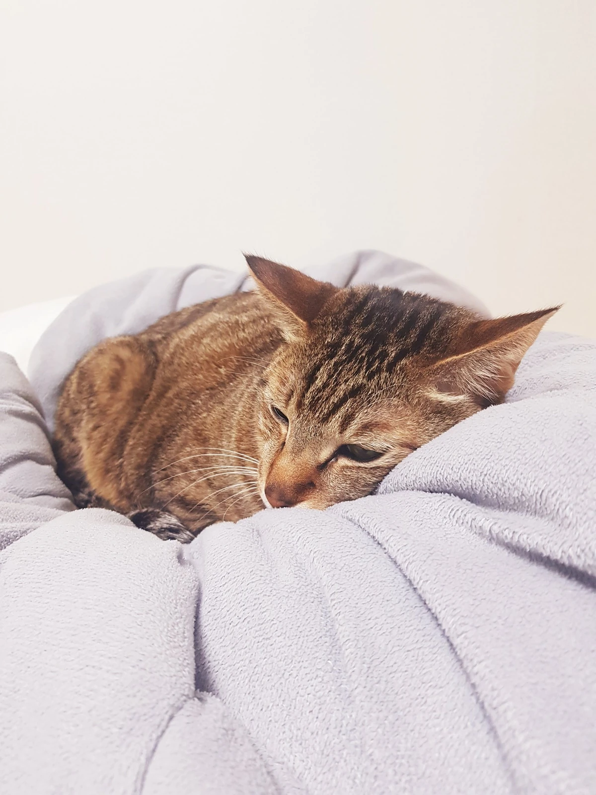 Hobak | TXT Wiki | Fandom