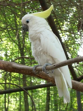 Sulphur-Crested Cockatoo | Toonboyfans2022 Wiki | Fandom