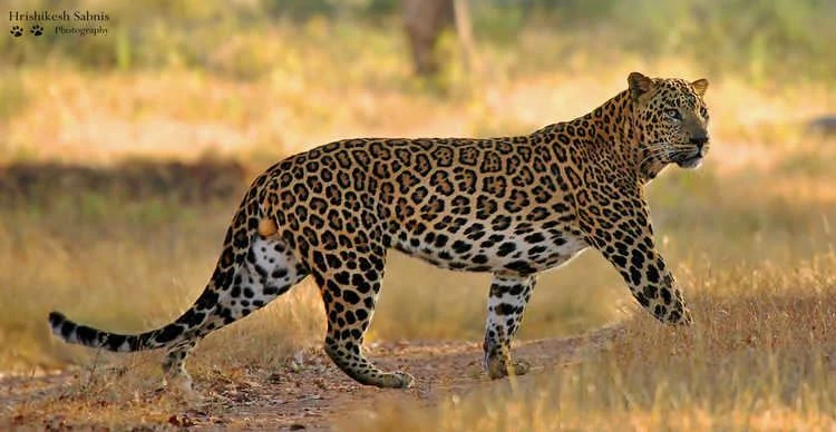 Indian Leopard | Toonboyfans2022 Wiki | Fandom