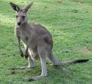 Eastern Grey Kangaroo | Toonboyfans2022 Wiki | Fandom