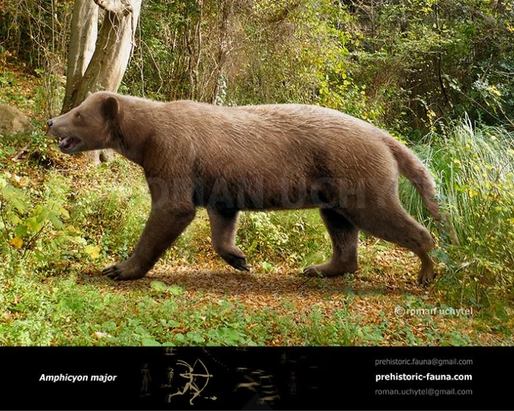 Amphicyon | Toonboyfans2022 Wiki | Fandom