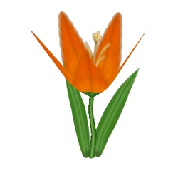 Tiger Lily | Toontown Rewritten Wiki | Fandom