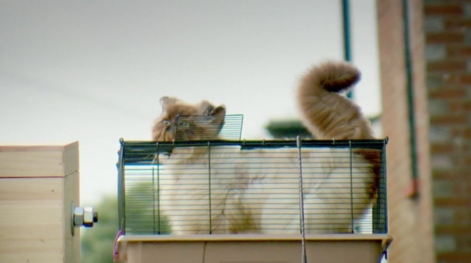 Tiddles | Top Gear Wiki | Fandom