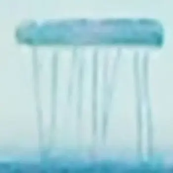 Suez Canal Crab | Top-Strongest Wikia | Fandom