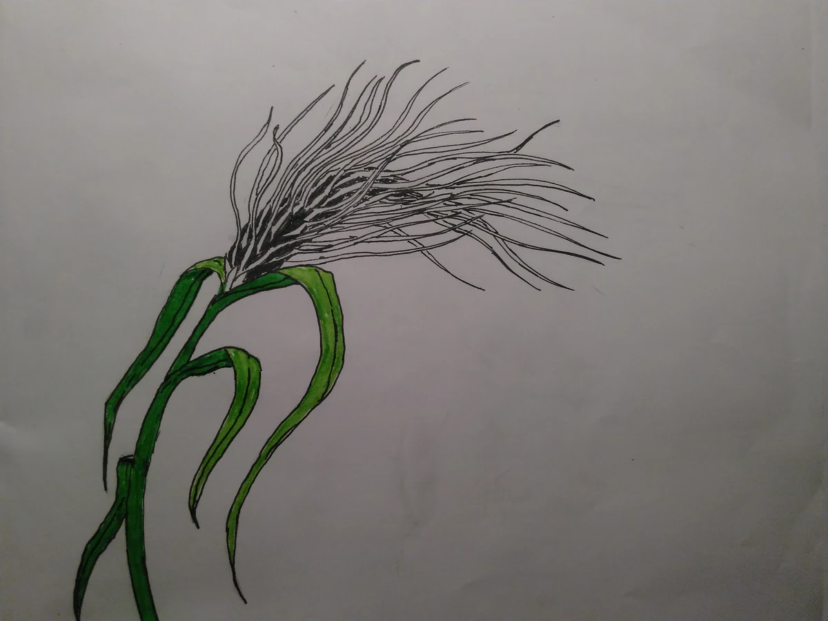 Barley Shell | Toriko Fan Fiction Wiki | Fandom