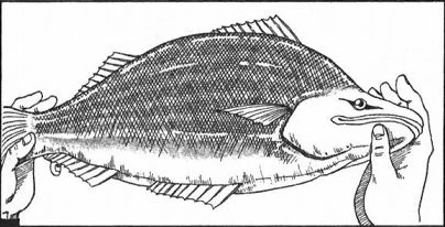 Striped Salmon | Toriko Wiki | Fandom