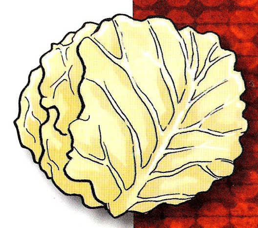 Almond Cabbage | Toriko Wiki | Fandom