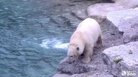 Polar bear | Toronto zoo Wikia | Fandom