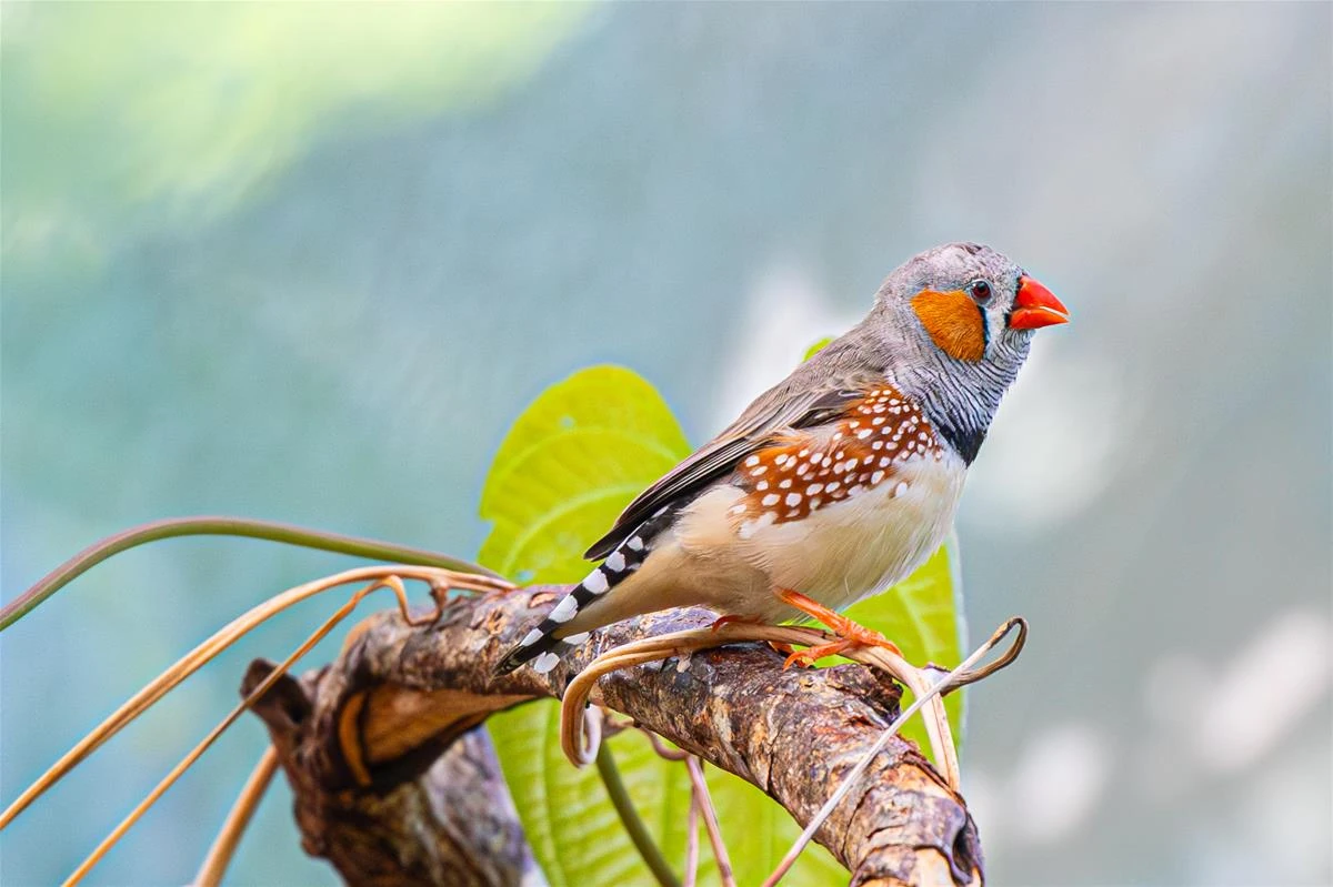 Zebra Finch | Toronto zoo Wikia | Fandom