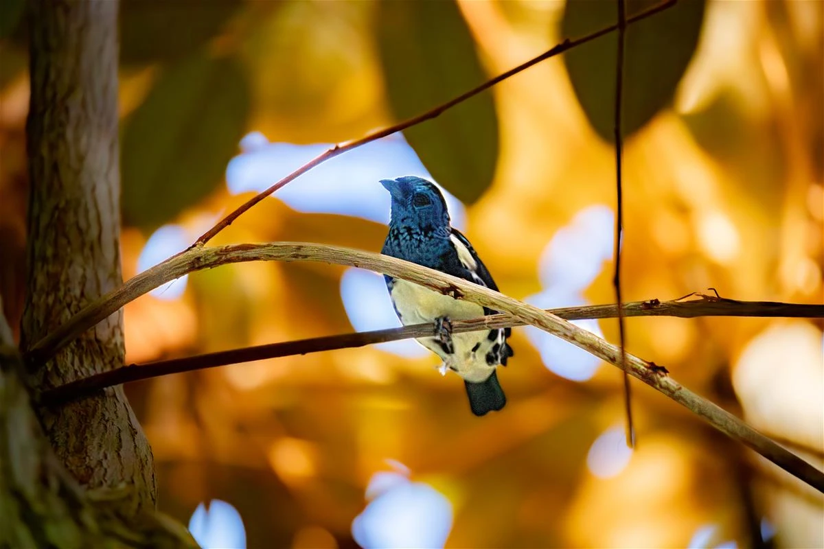Turquoise Tanager | Toronto zoo Wikia | Fandom