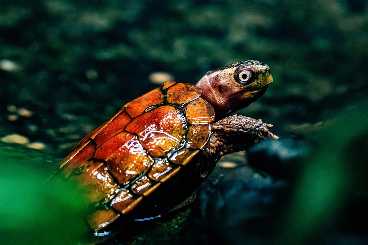 Black-Breasted Leaf Turtle | Toronto zoo Wikia | Fandom