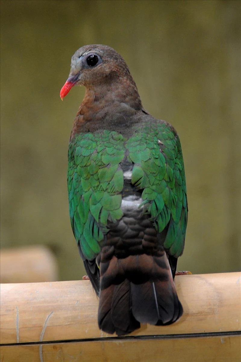 Green-Winged Dove | Toronto zoo Wikia | Fandom
