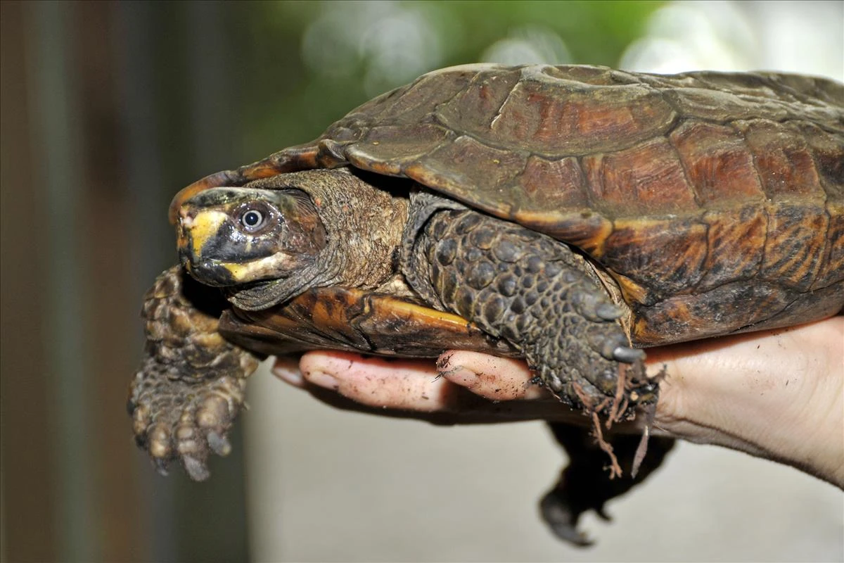Spiny Turtle | Toronto zoo Wikia | Fandom