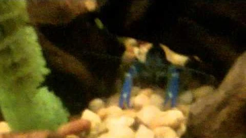 Red Claw Yabby | Toronto zoo Wikia | Fandom