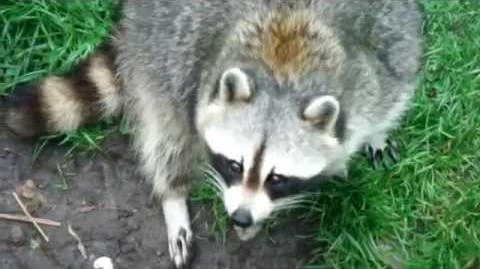 Raccoon | Toronto zoo Wikia | Fandom