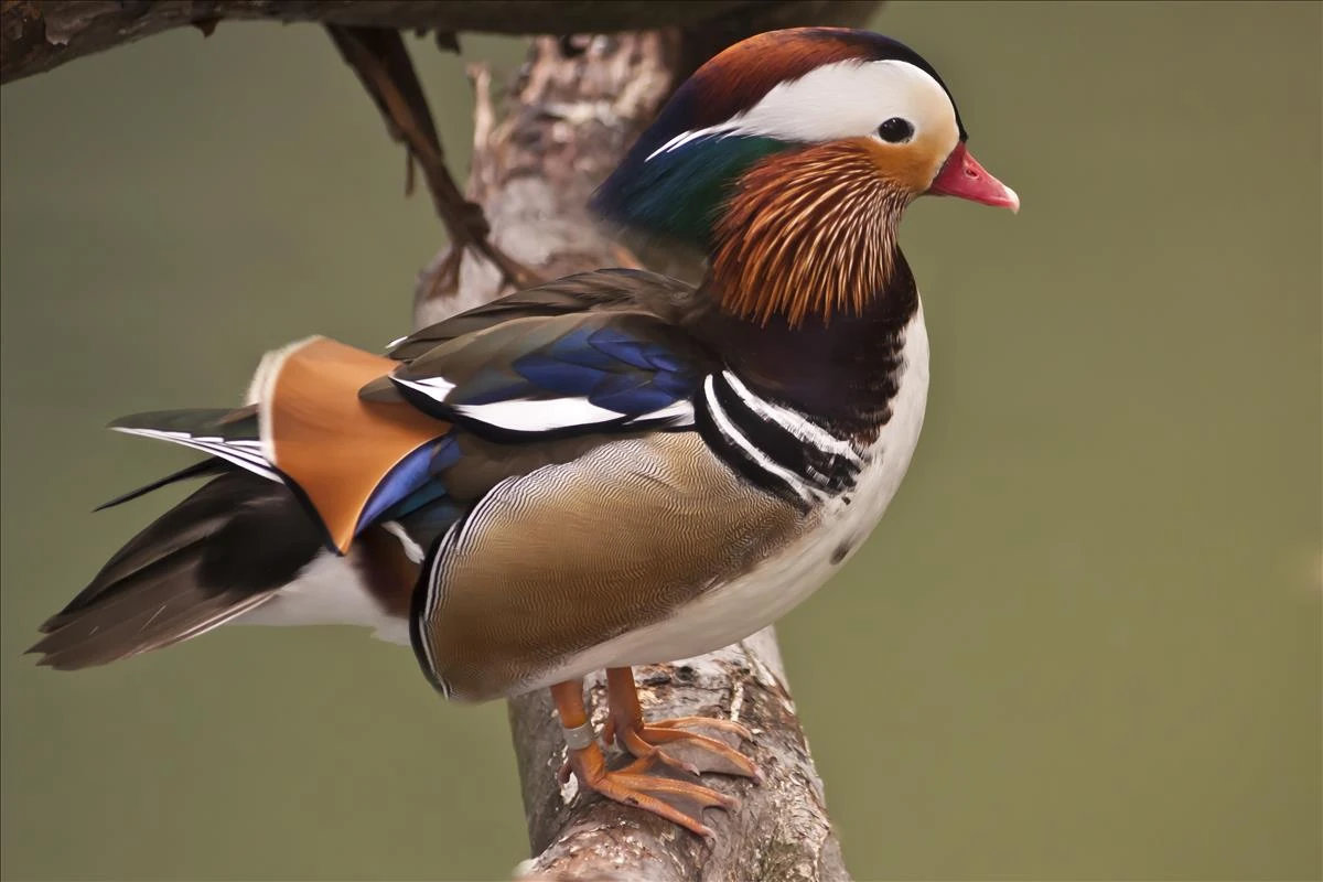 Mandarin Duck | Toronto zoo Wikia | Fandom