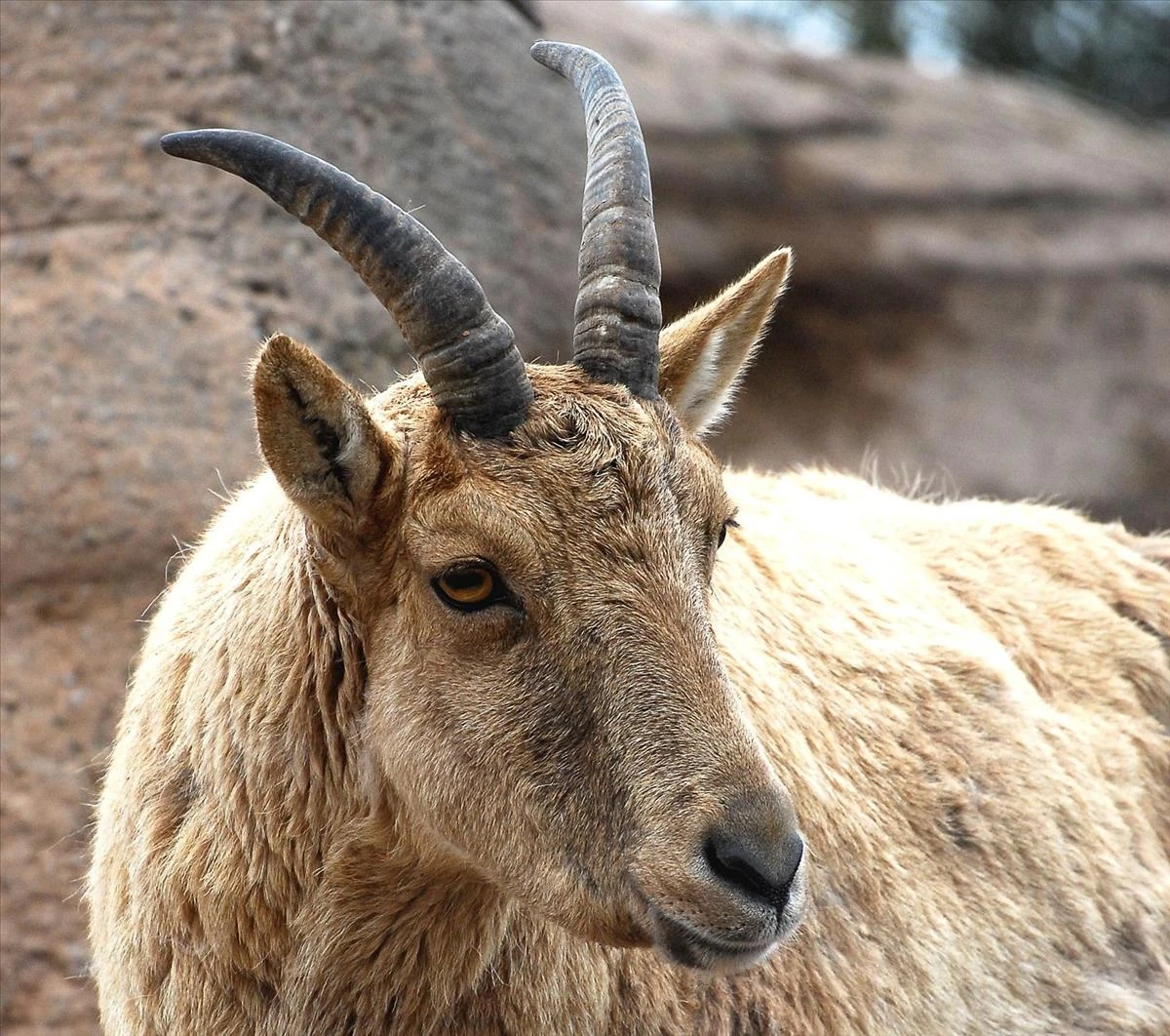 Category:Current Toronto Zoo Animals | Toronto zoo Wikia | Fandom