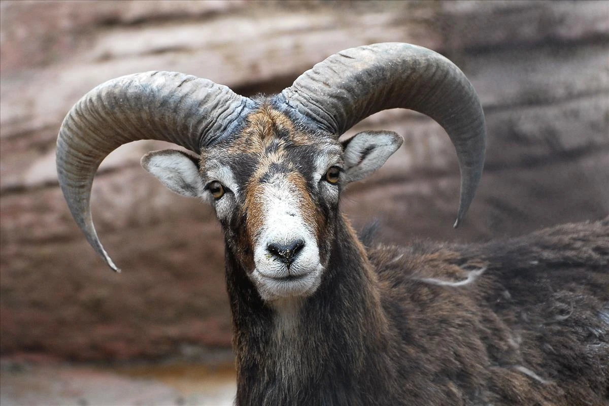 Mouflon | Toronto zoo Wikia | Fandom