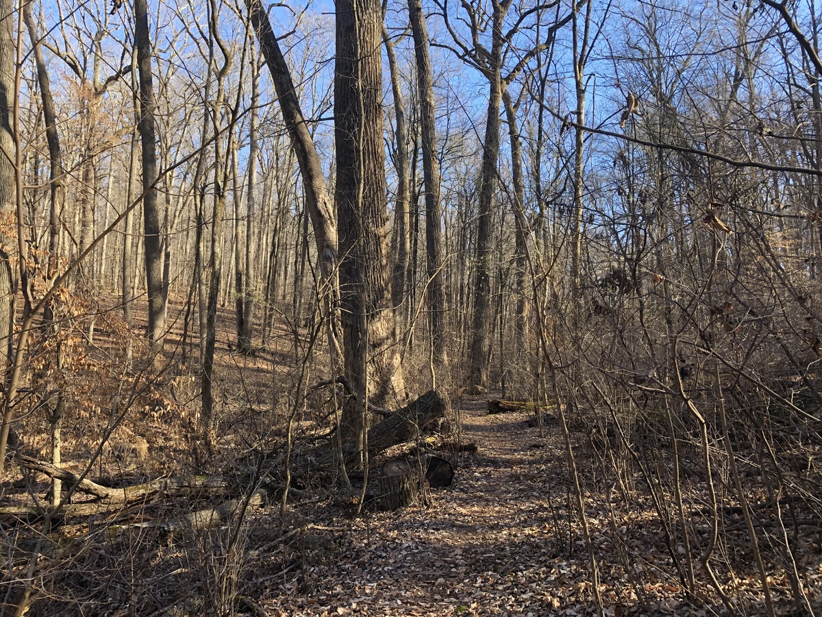 Landmark Forest | Historica Wiki | Fandom