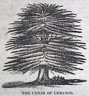 Liberty Party | Historica Wiki | Fandom