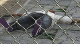 Raylon Knight | Historica Wiki | Fandom