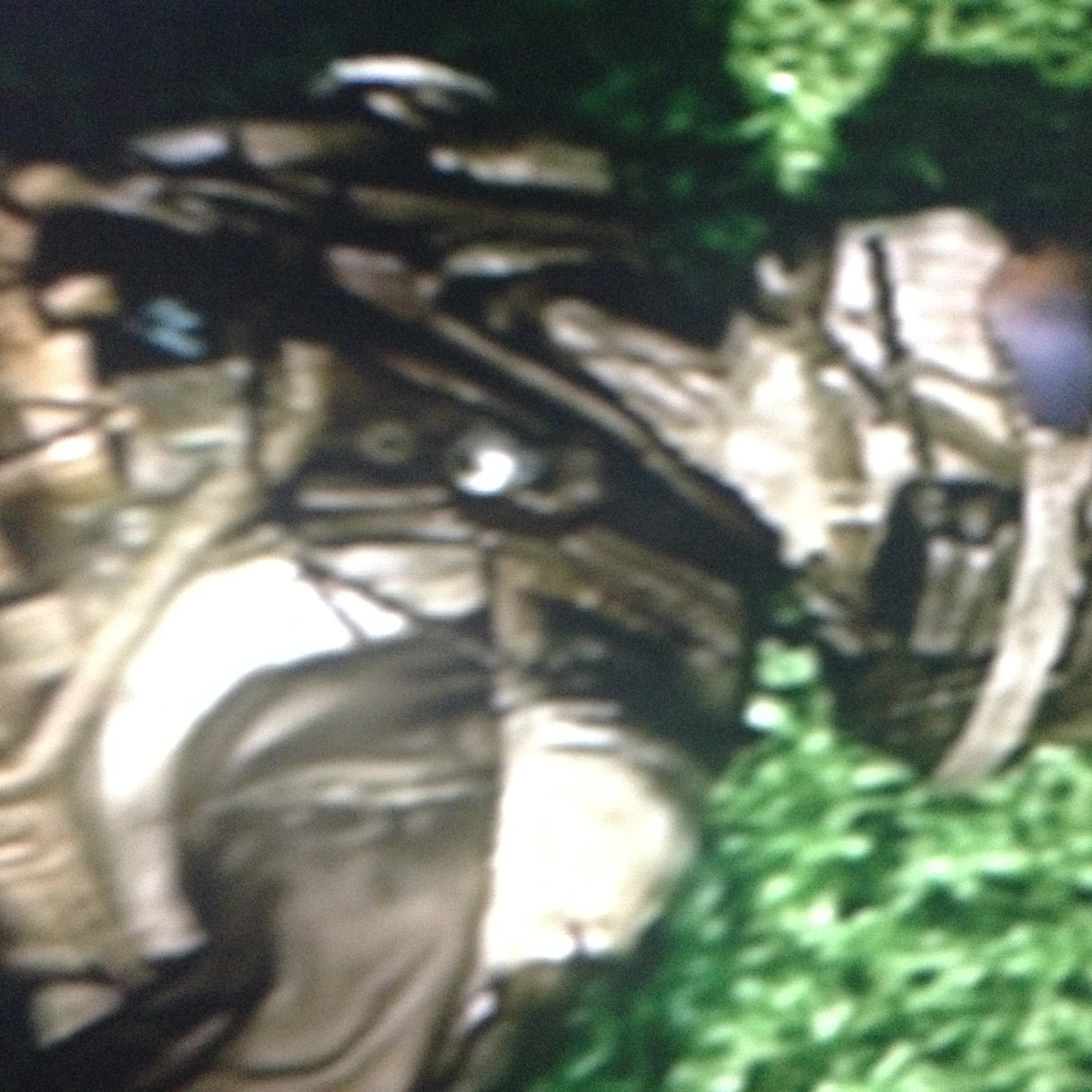 Cole Rodgers | Historica Wiki | Fandom