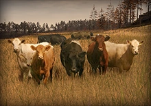 Livestock Herd | Total War Wiki | Fandom