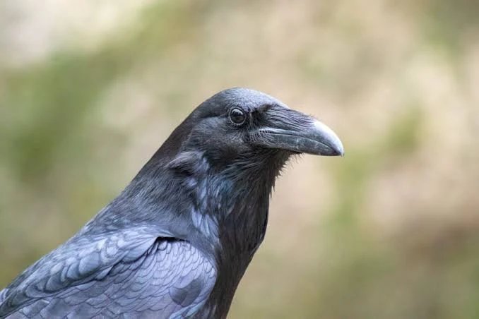 Corvi | Tournament Roleplay Wiki | Fandom