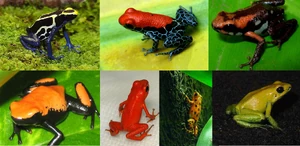 Dendrobatinae | Poison Dart Frog Wiki | Fandom