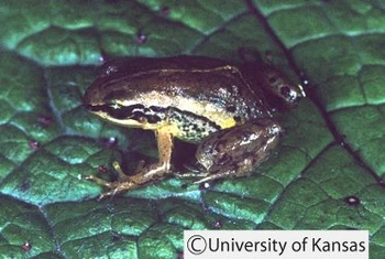 Hyloxalus vertebralis | Poison Dart Frog Wiki | Fandom