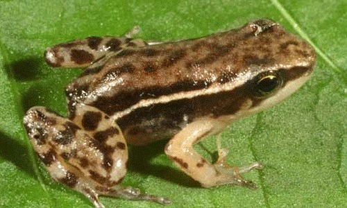 Hyloxalus | Poison Dart Frog Wiki | Fandom