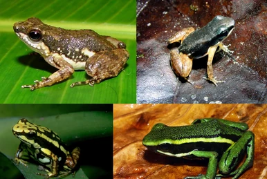Colostethus Mertensi