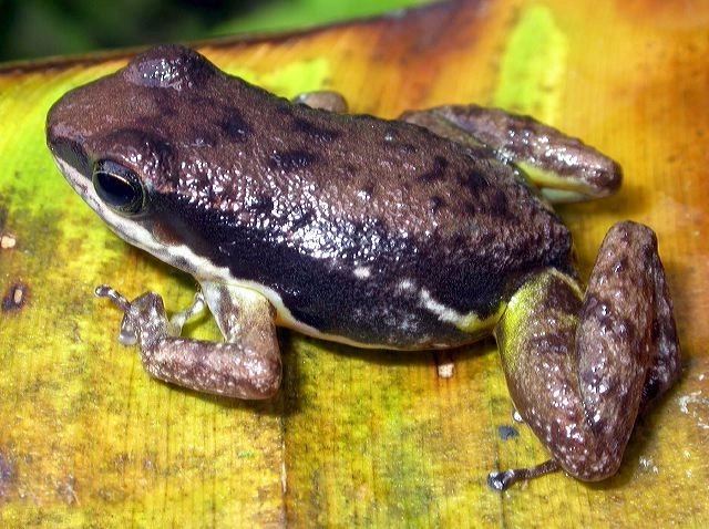 Hyloxalus aeruginosus | Poison Dart Frog Wiki | Fandom