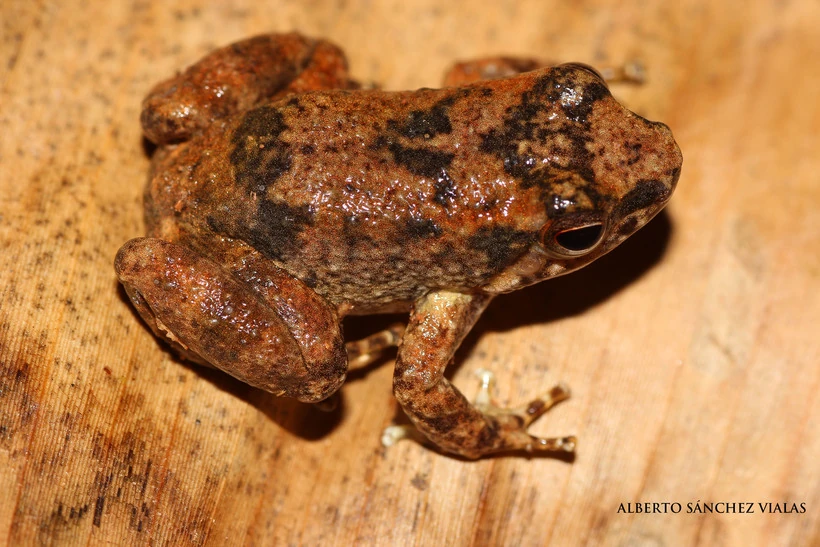 Hyloxalus yasuni | Poison Dart Frog Wiki | Fandom