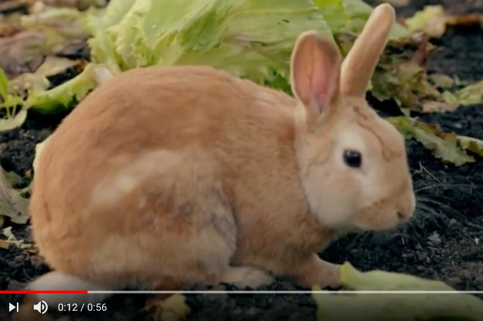 Mr. Nibbles | Tracy Beaker Wiki | Fandom