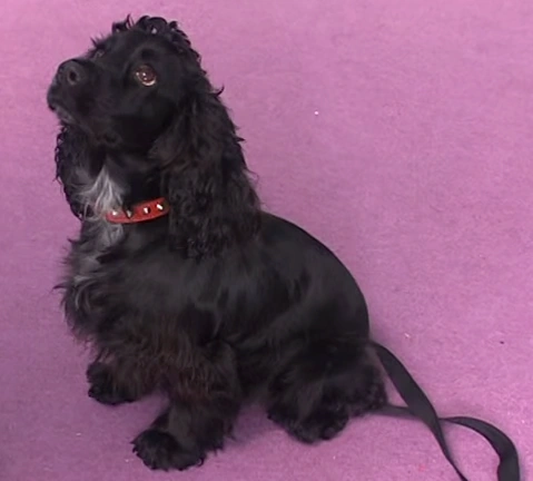 Tracy (dog) | Tracy Beaker Wiki | Fandom