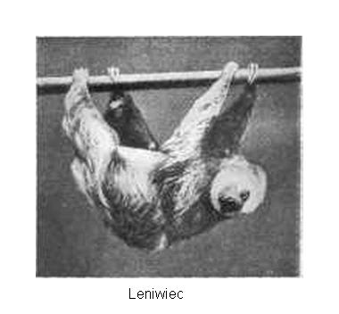 Leniwce | Encyklopedia Tradycji | Fandom