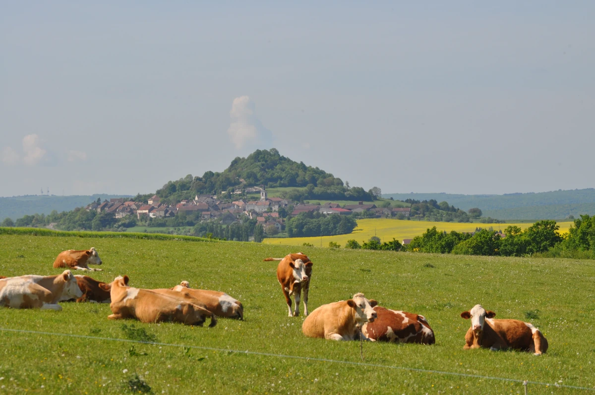 Moloy | Wiki Le Train des français | Fandom
