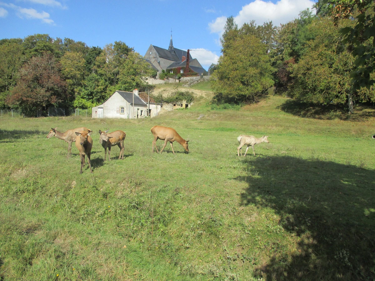 Saint-Antoine-du-Rocher | Wiki Le Train des français | Fandom