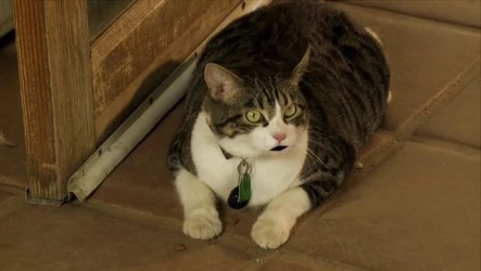 Duffy the Cat | Tranquil Tirades Wiki | Fandom